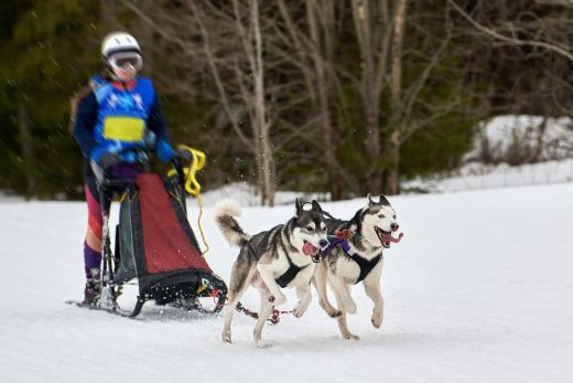Las Mejores Rutas de Mushing en España | Blog Luderna