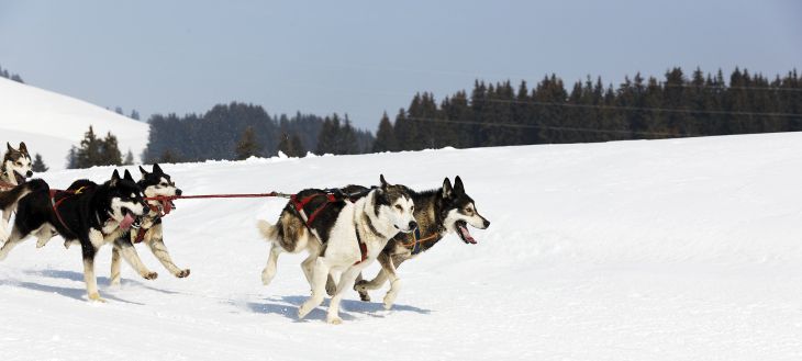 Las Mejores Rutas de Mushing en España | Blog Luderna
